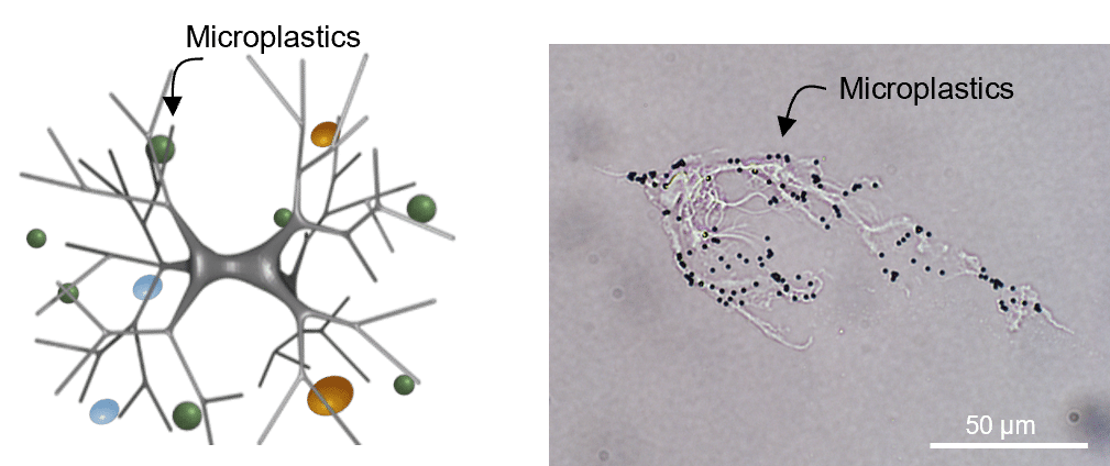 New Water Microcleaners Self-Disperse & Capture Microplastics ...